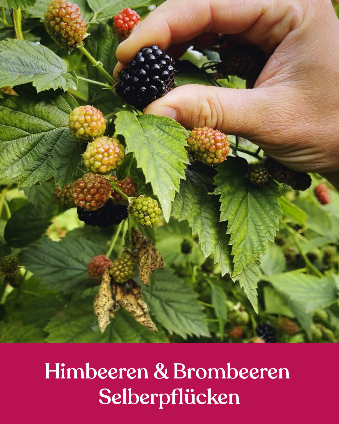 Brombeeren & Himbeeren Selberpflücken in Haag - Lehners Beeren